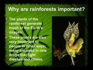 Rainforests of the world with images and explanation | PPT