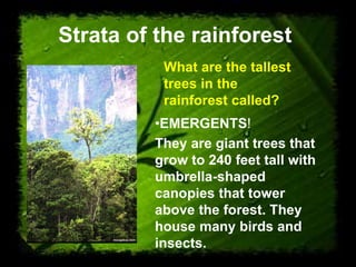 Rainforests of the world with images and explanation | PPT