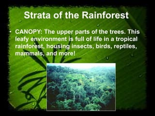 Rainforests of the world with images and explanation | PPT