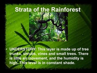 Rainforests of the world with images and explanation | PPT
