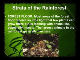 Rainforests of the world with images and explanation | PPT