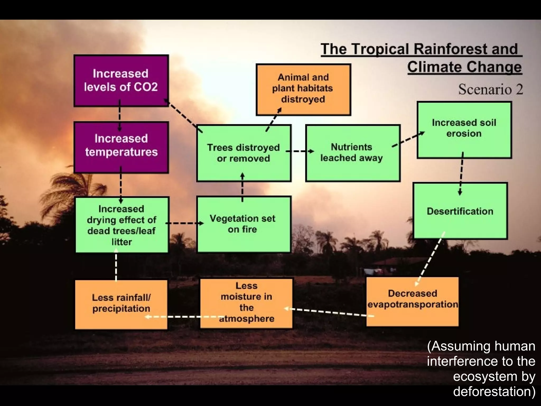 Rainforests & Climate Change | PPT