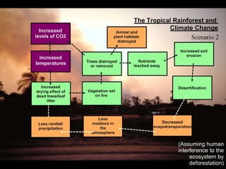 Rainforests & Climate Change | PPT