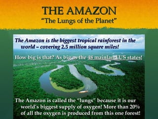 rainforests-powerpoint-1228171494006712-8.pdf