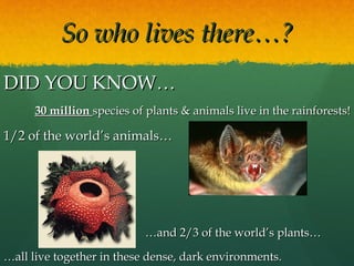 Rainforests Powerpoint | PPT