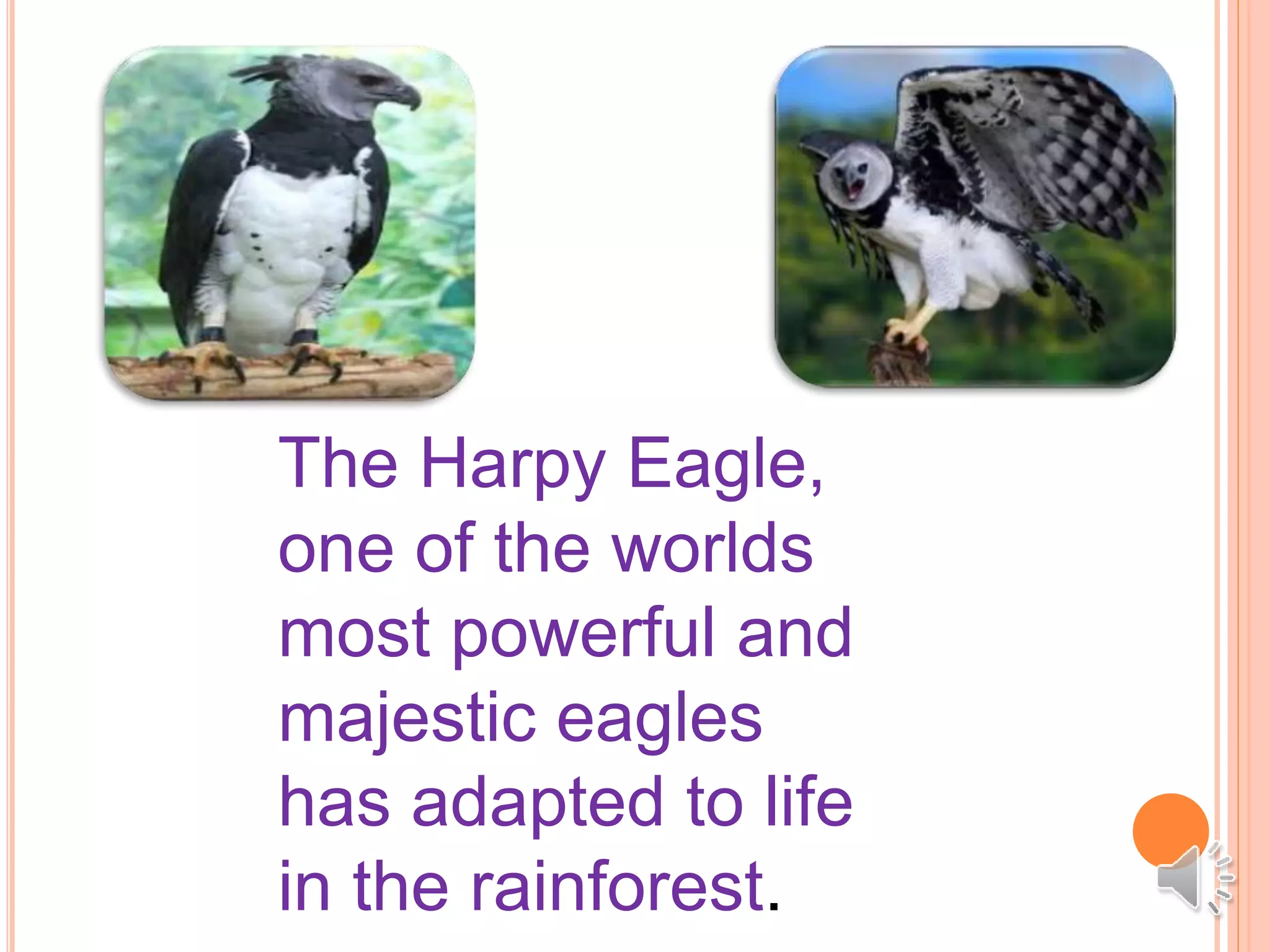 Rainforests Birds | PPTX