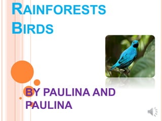 Rainforests Birds | PPT