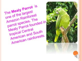 Rainforests Birds | PPT