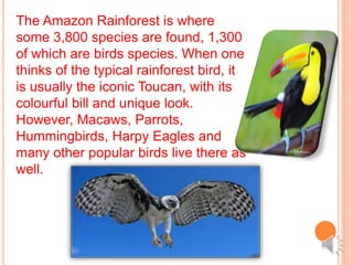 Rainforests Birds | PPT