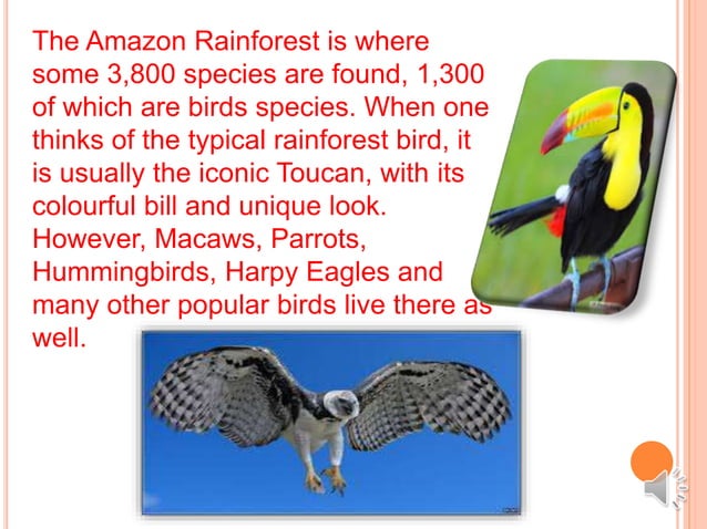 Rainforests Birds | PPT