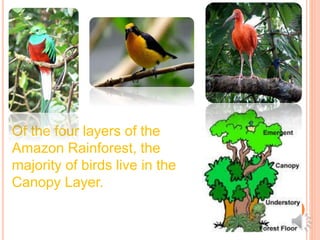 Rainforests Birds | PPT
