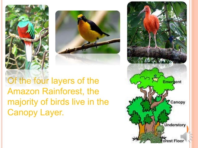 Rainforests Birds | PPT