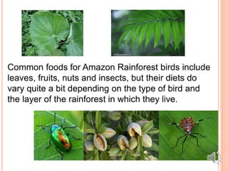 Rainforests Birds | PPT