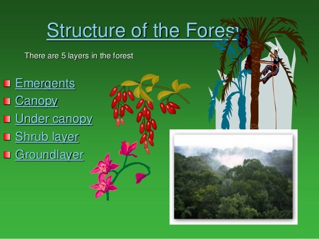 rainforests_copy.ppt