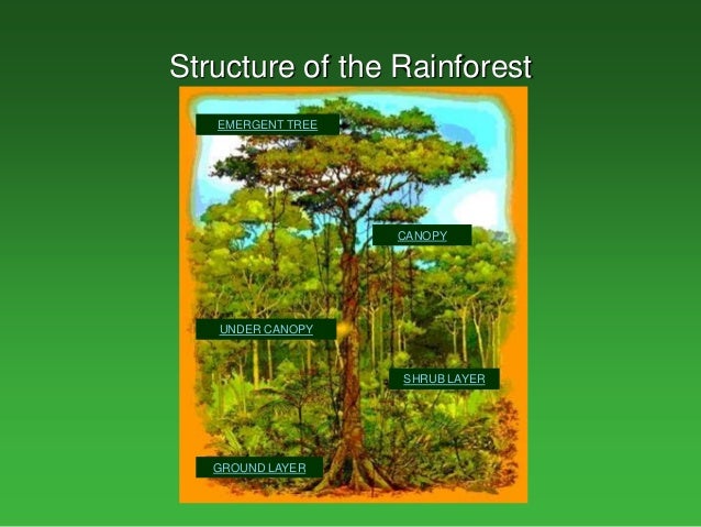 rainforests_copy.ppt