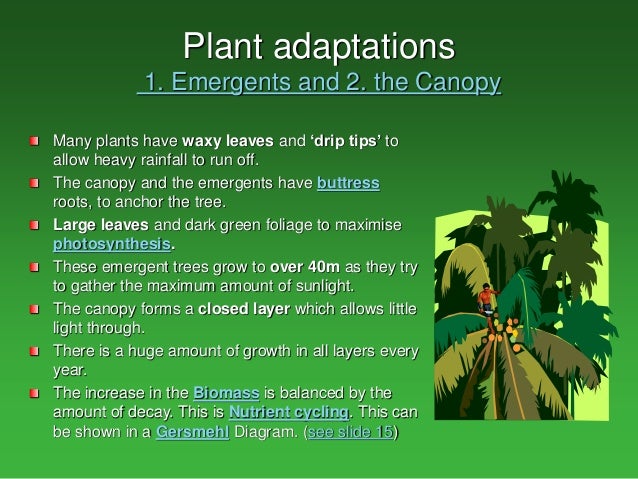 rainforests_copy.ppt