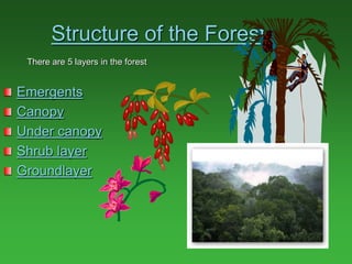 rainforests_copy.ppt