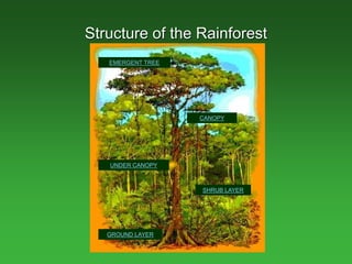 rainforests_copy.ppt