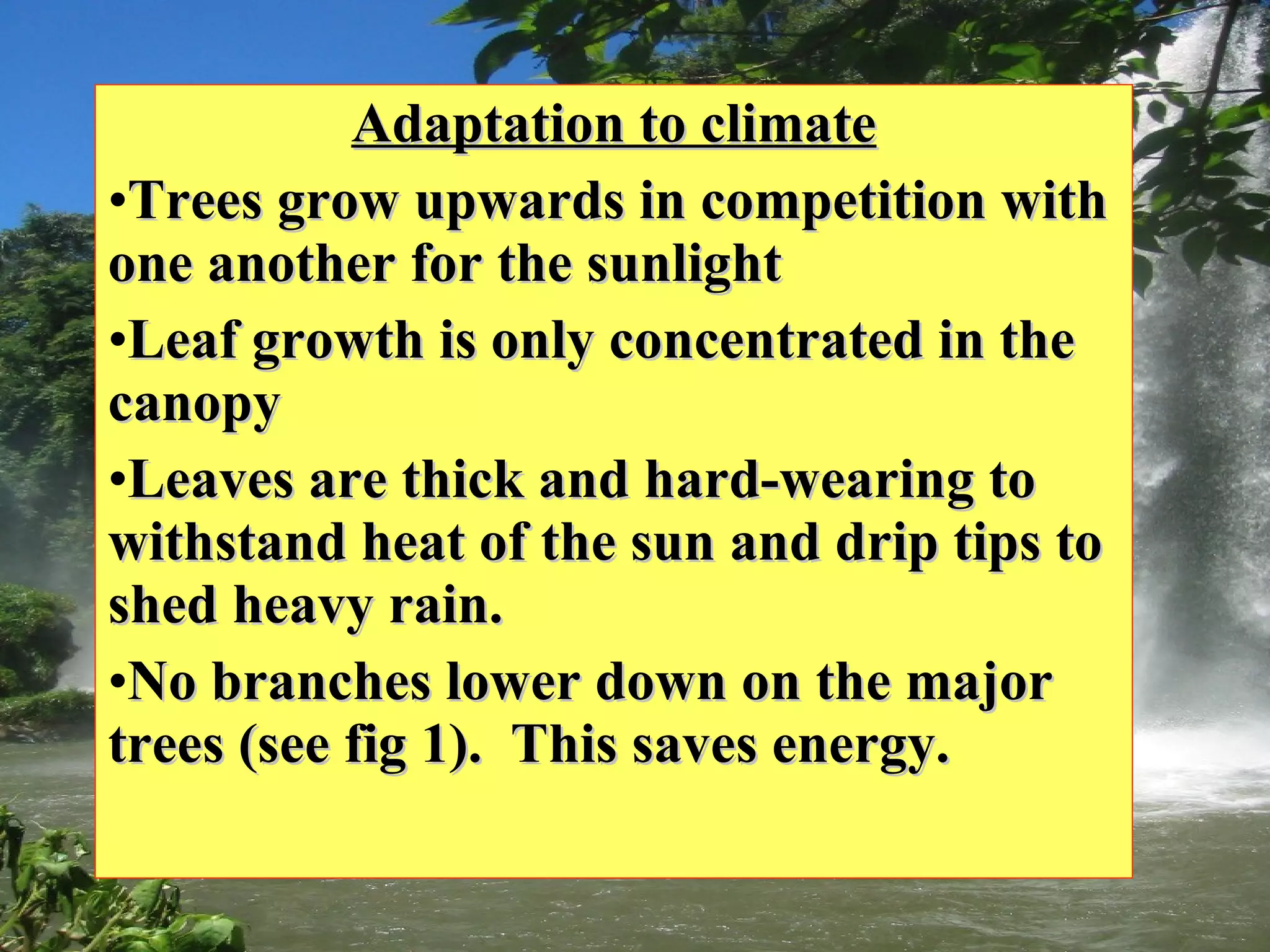 Rainforests Lesson 1&2 | PPT