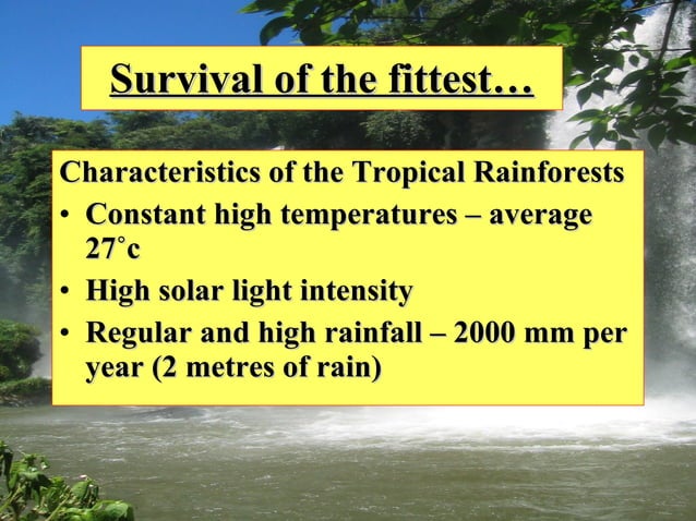 Rainforests Lesson 1&2 | PPT
