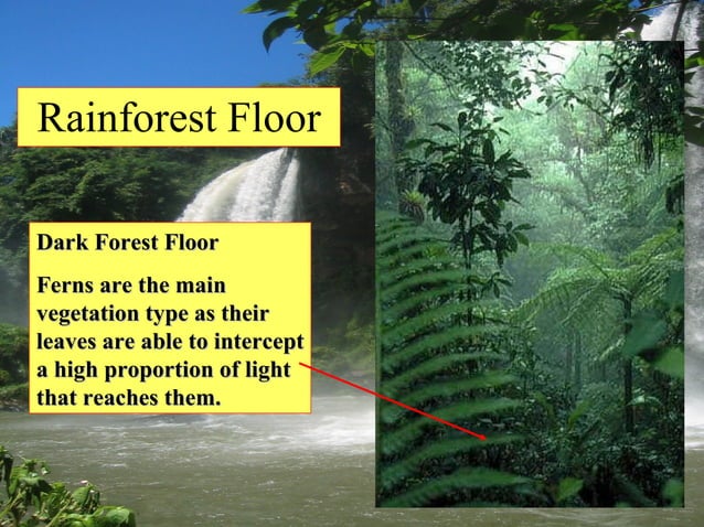 Rainforests Lesson 1&2 | PPT