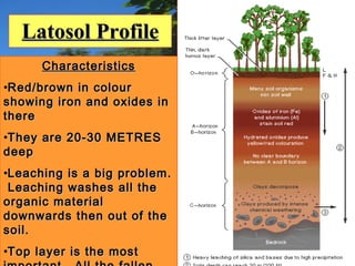 Rainforests Lesson 1&2 | PPT