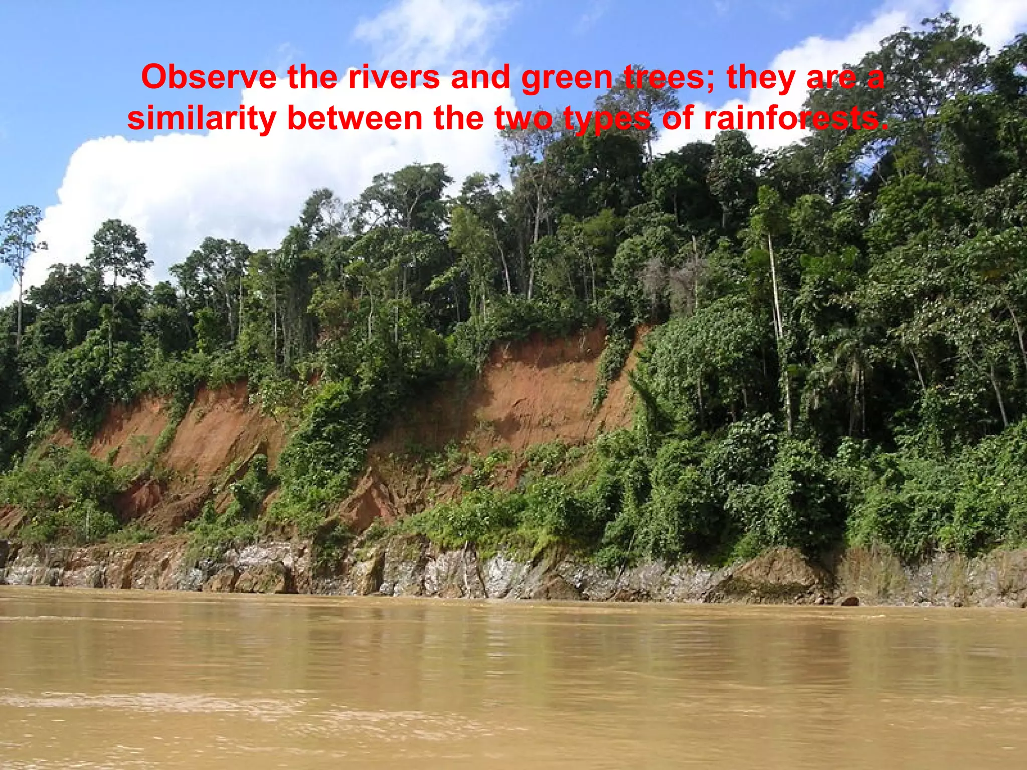 Rainforest slide show | PPT