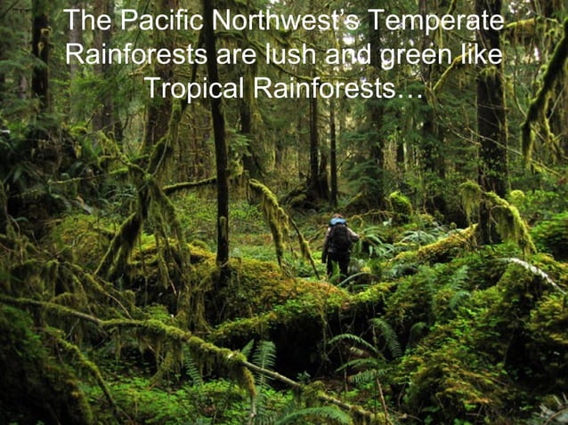 Rainforest slide show | PPT