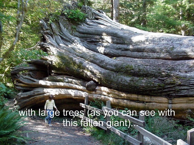 Rainforest slide show | PPT