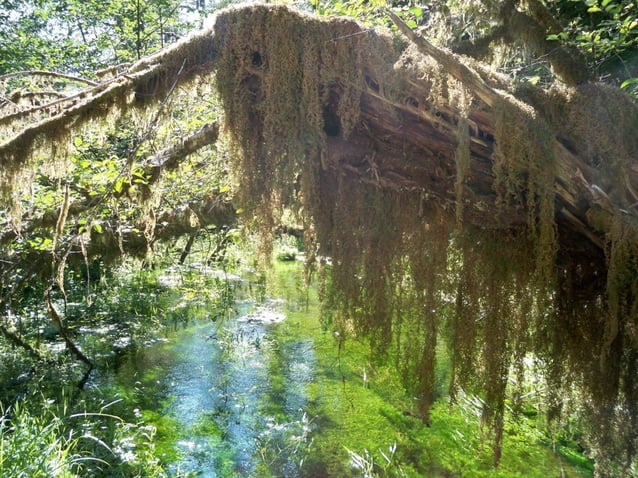 Rainforest slide show | PPT