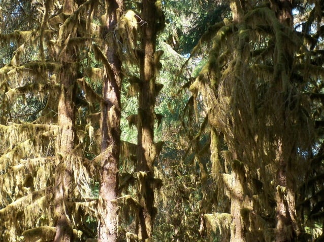 Rainforest slide show | PPT