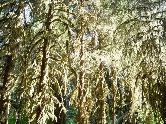 Rainforest slide show | PPT