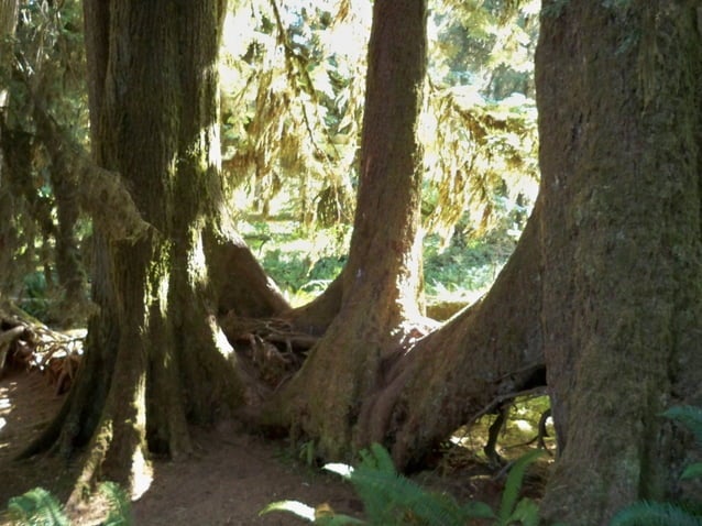 Rainforest slide show | PPT