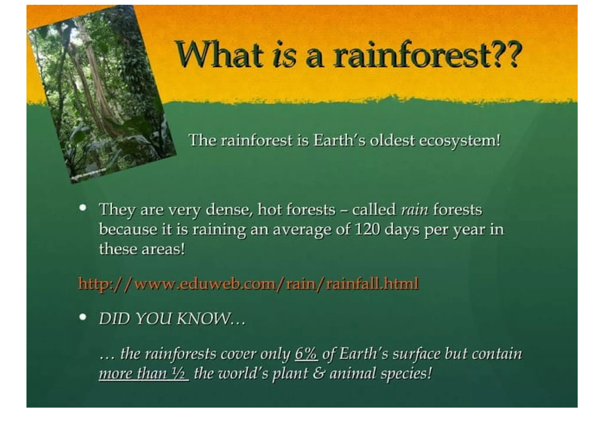 Rainforests Powerpoint | PPT