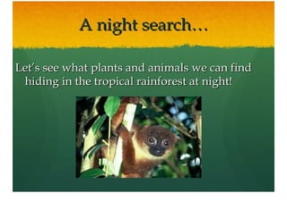 Rainforests Powerpoint | PDF
