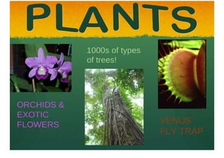 Rainforests Powerpoint | PDF