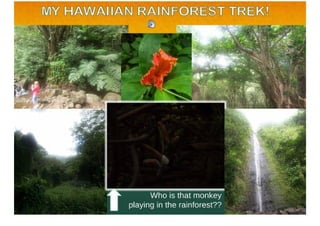 Rainforests Powerpoint | PPT