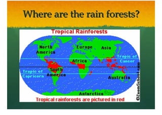 Rainforests Powerpoint | PPT