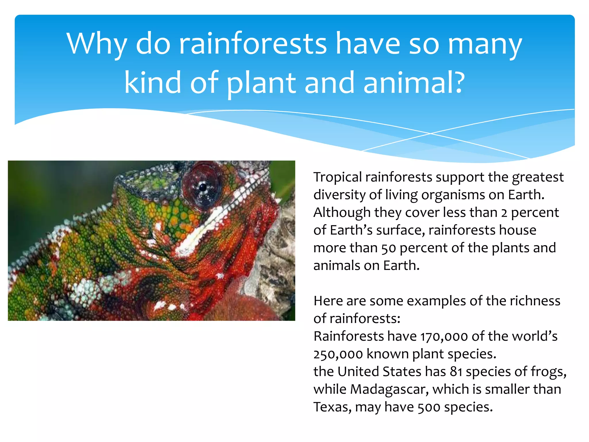 Rainforests by Veronica | PPTX | Geography | Science