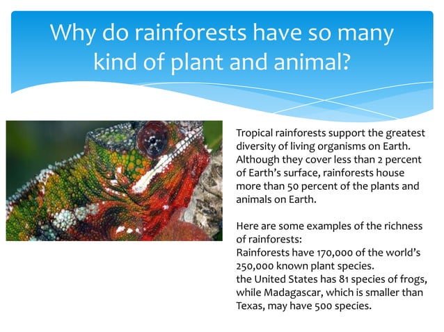 Rainforests by Veronica | PPTX | Geography | Science