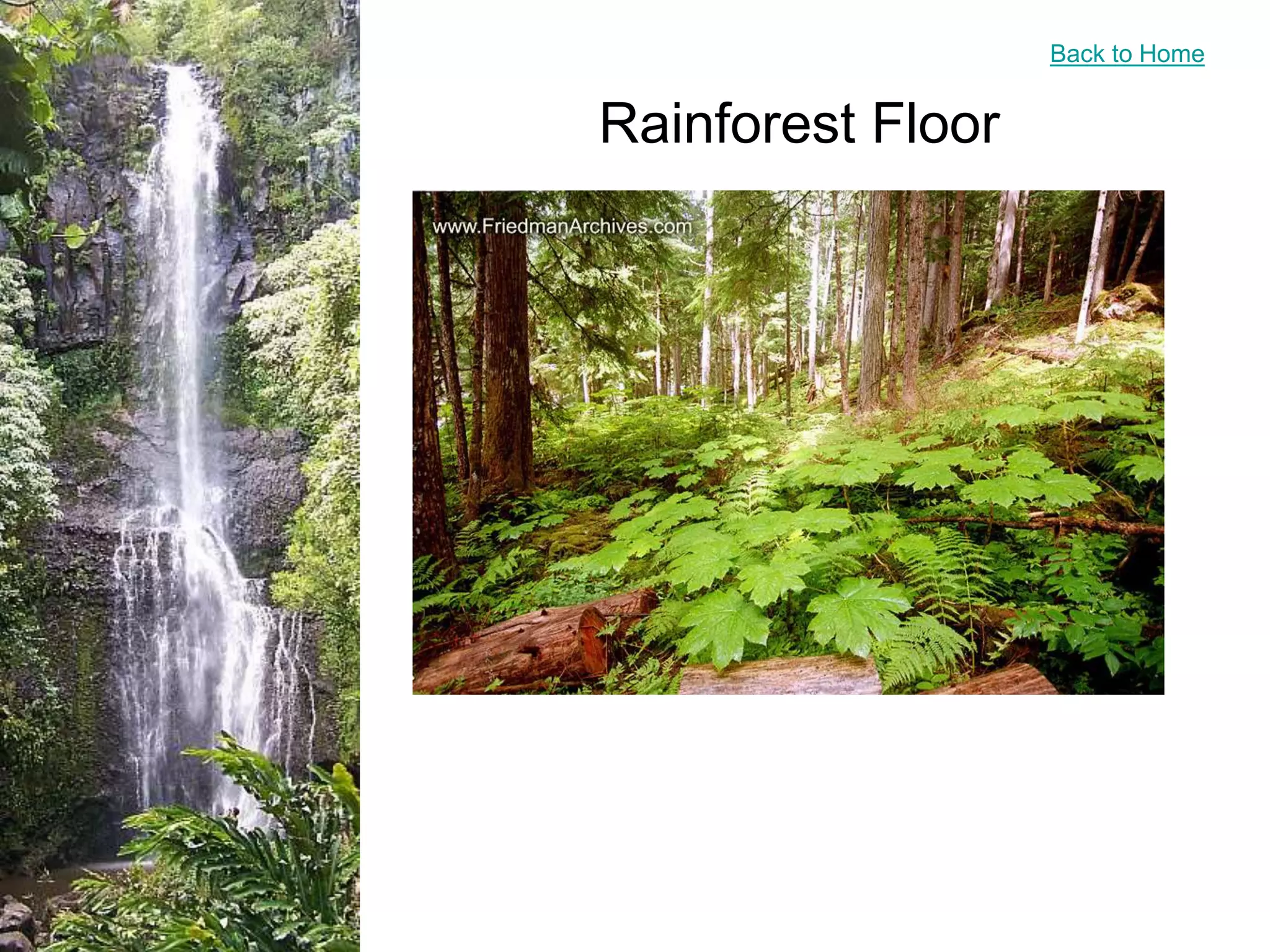 Rainforest virtual field trip | PPT