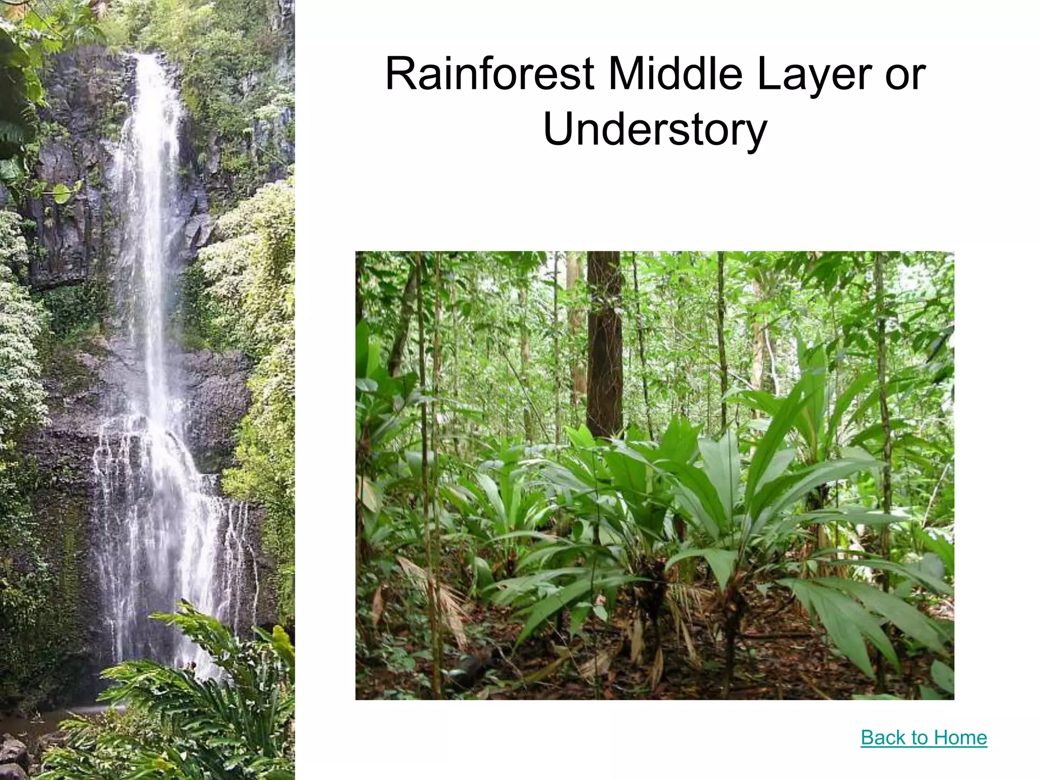 Rainforest virtual field trip | PPTX