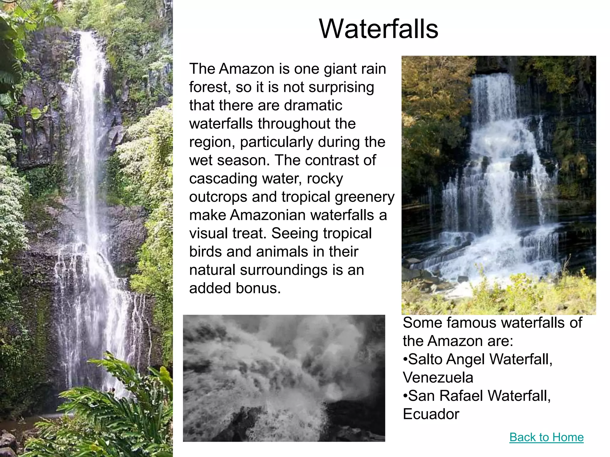 Rainforest virtual field trip | PPT