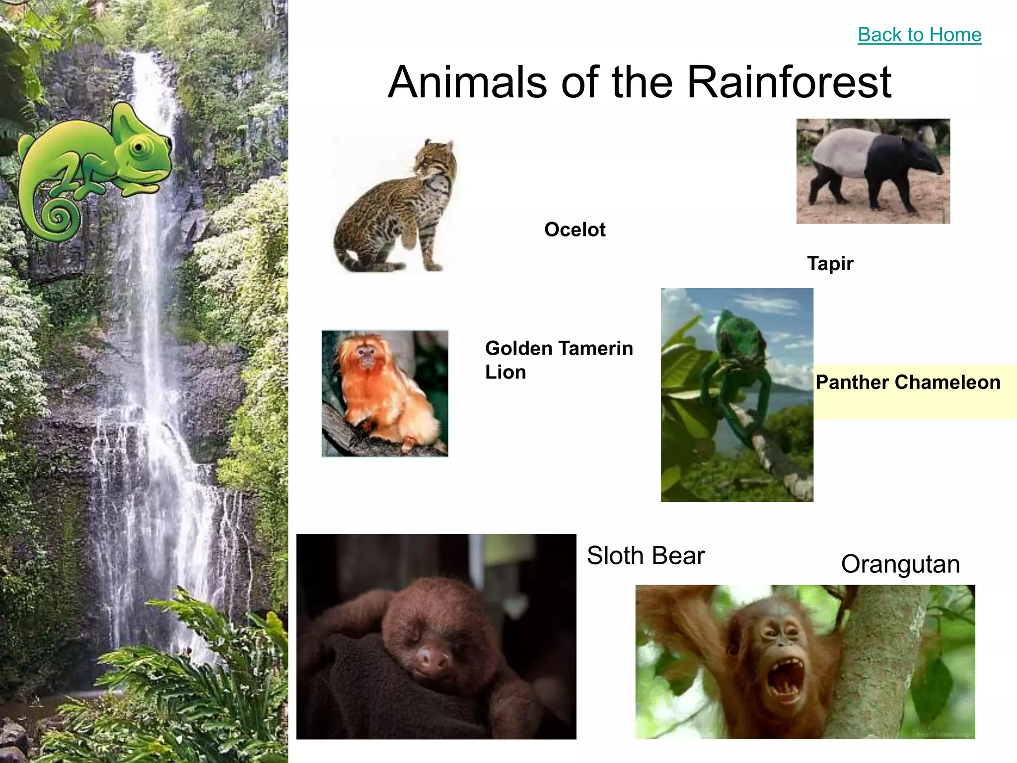 Rainforest virtual field trip | PPT