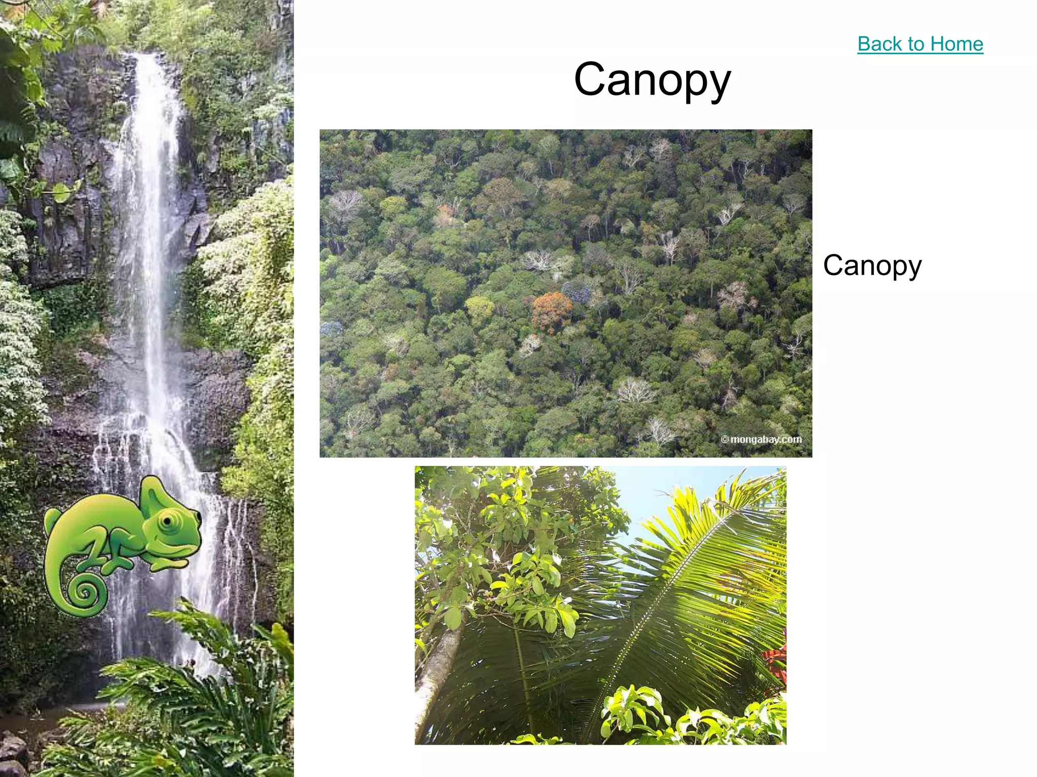 Rainforest virtual field trip | PPT