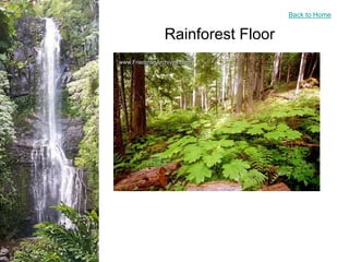Rainforest virtual field trip | PPT