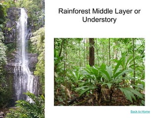 Rainforest virtual field trip | PPT
