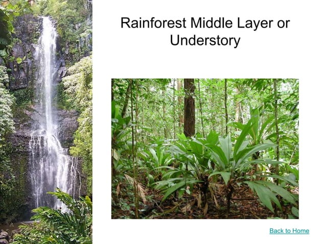 Rainforest virtual field trip | PPT