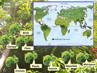 Rainforest virtual field trip | PPT