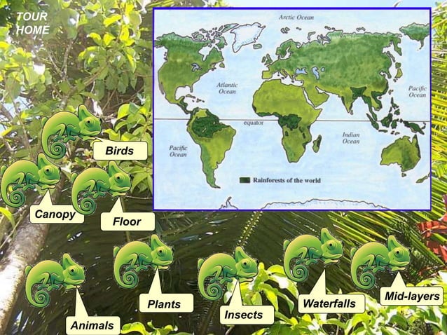 Rainforest virtual field trip | PPT